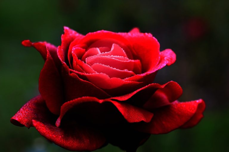 Rosas rojas ¡Significado, propiedades y beneficios!