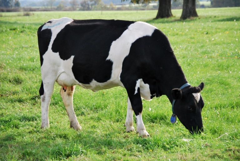 Animales Herbívoros ¿Qué es y qué significa? ¡Aprender Ahora!