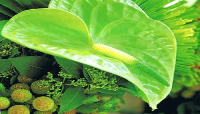 Autótrofos ¿Qué es y qué significa? ¡Aprender Ahora!