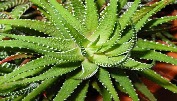 Autótrofos ¿Qué es y qué significa? ¡Aprender Ahora!