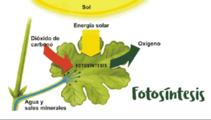 Autótrofos ¿Qué es y qué significa? ¡Aprender Ahora!