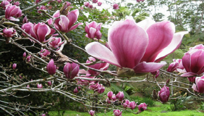 Plantas ¡Significado, origen y TODA la información!