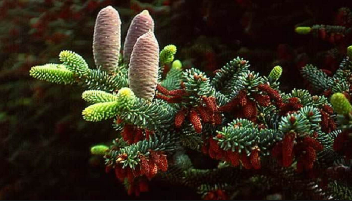 Pinsapo ¡Propiedades y beneficios Aquí 100% Reales!