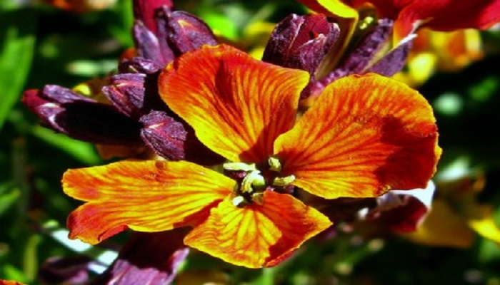 Alhelí ¡Significado, propiedades y beneficios!