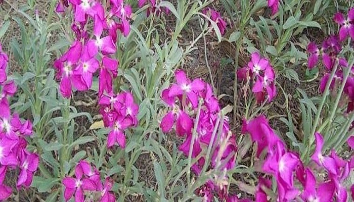 Alhelí ¡Significado, propiedades y beneficios!