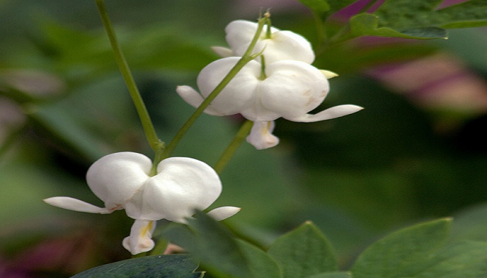 Corazón sangrante ¡Significado, propiedades y beneficios!