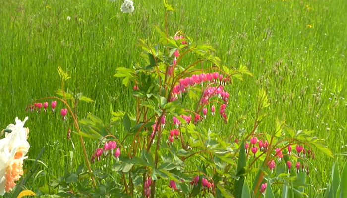 Corazón sangrante ¡Significado, propiedades y beneficios!