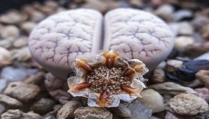 Lithops ¡Propiedades y beneficios Aquí 100% Reales!
