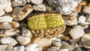 Lithops ¡Propiedades y beneficios Aquí 100% Reales!