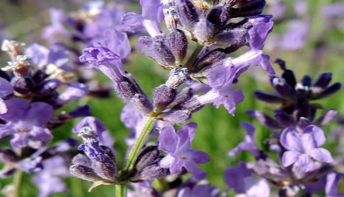 Lavanda ¡Significado, propiedades y beneficios!