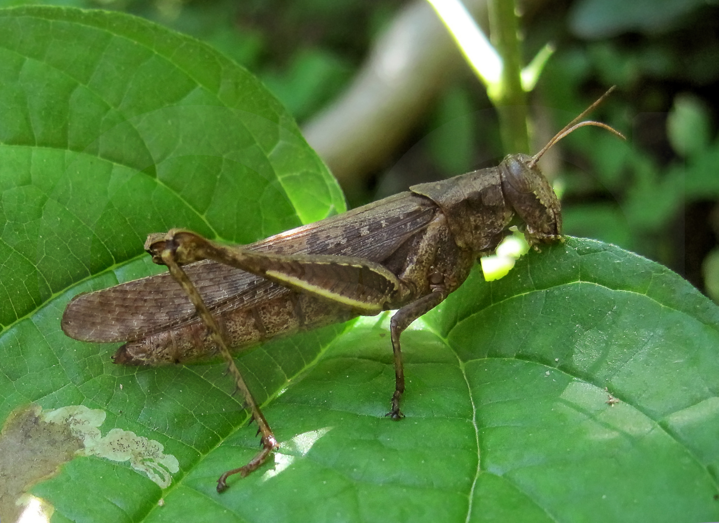 Soñar con saltamontes ¿Que Significa? Explicación 100% Real!
